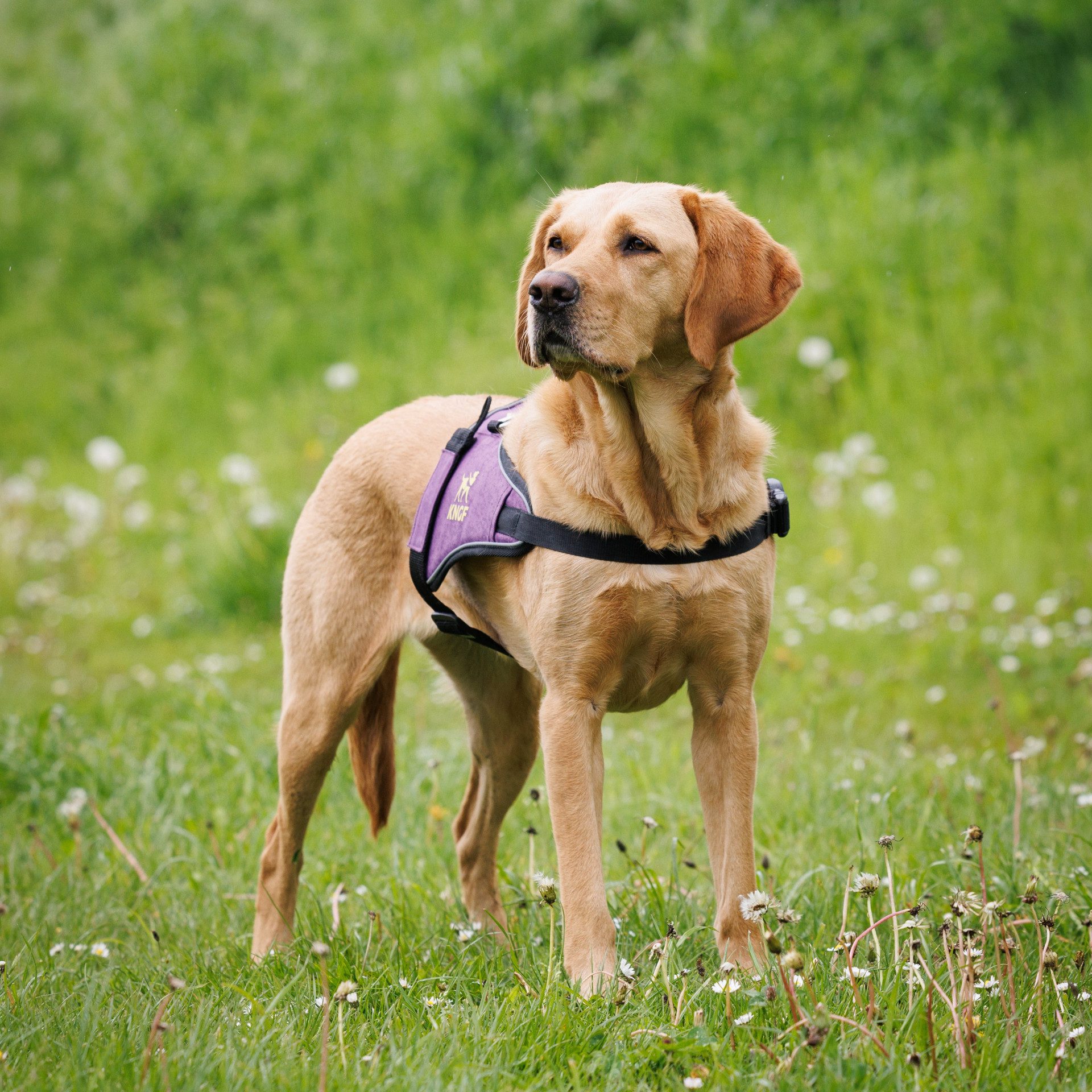 De Labrador Retriever als hulphond | KNGF Geleidehonden