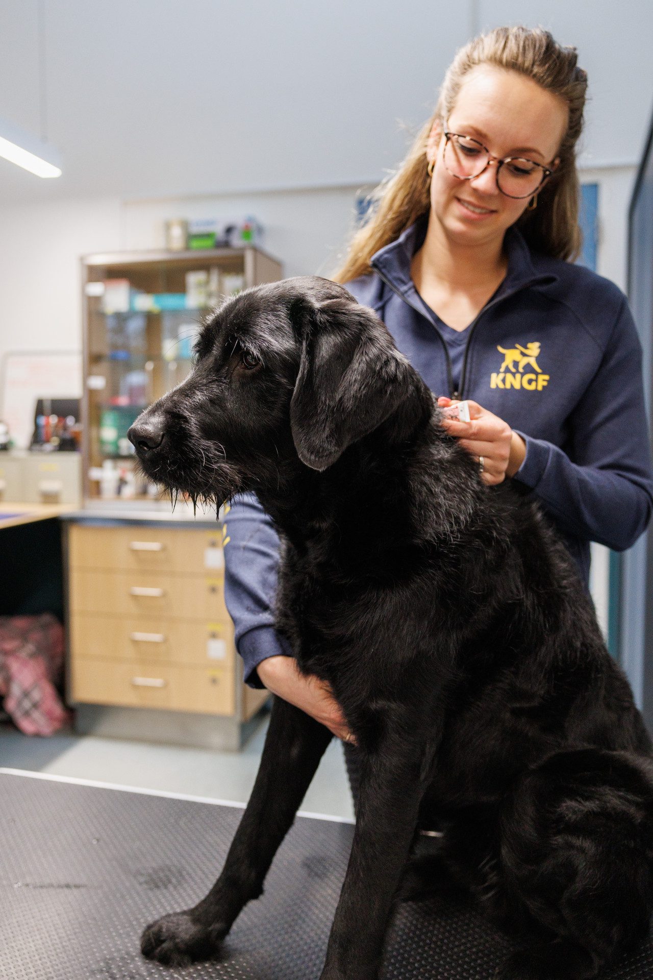 Tips bij vlooien, teken en wormen | KNGF Geleidehonden